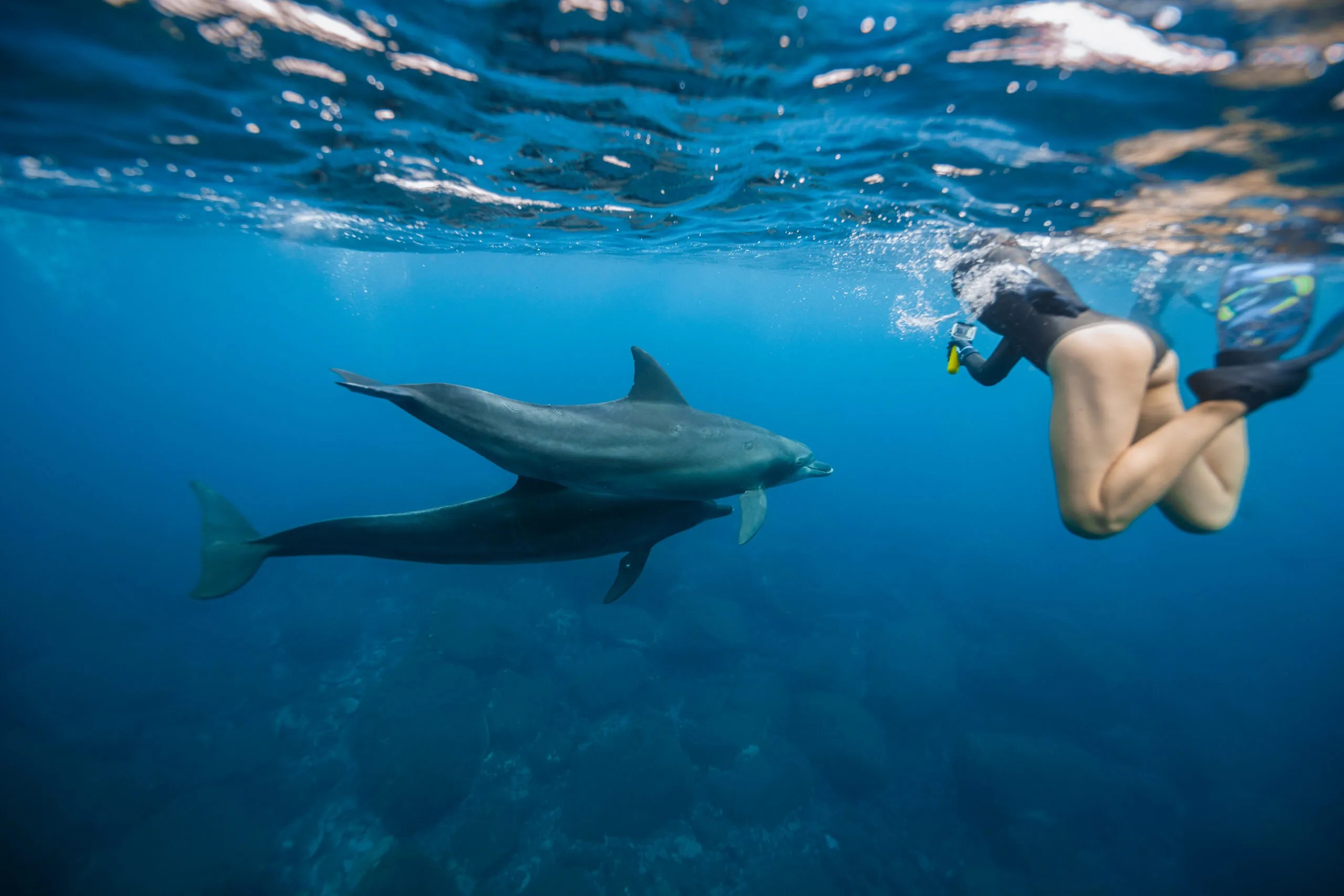 Dolphin Snorkeling – Nügoes